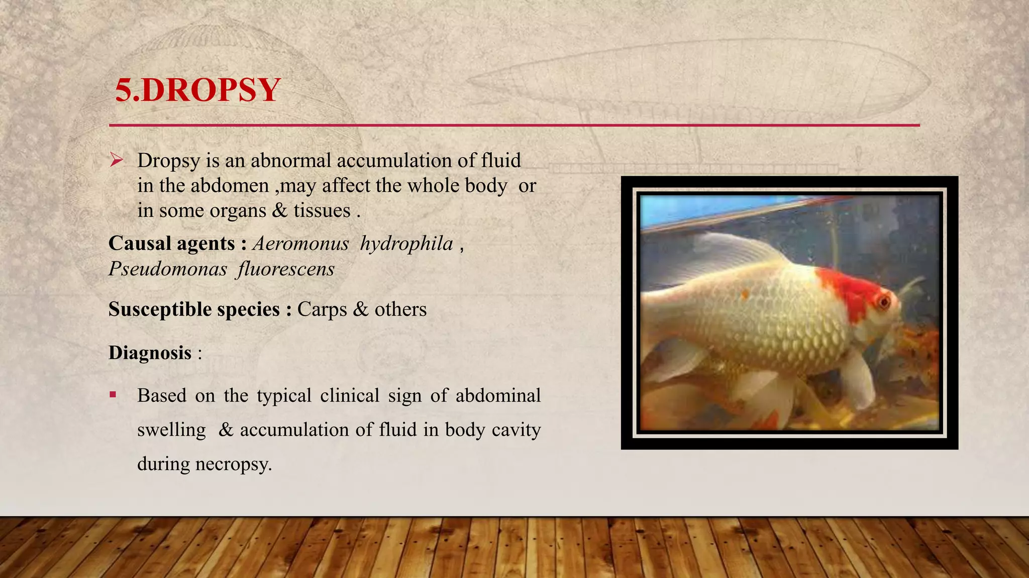 Bacterial disease in fish & shrimp | PPTX