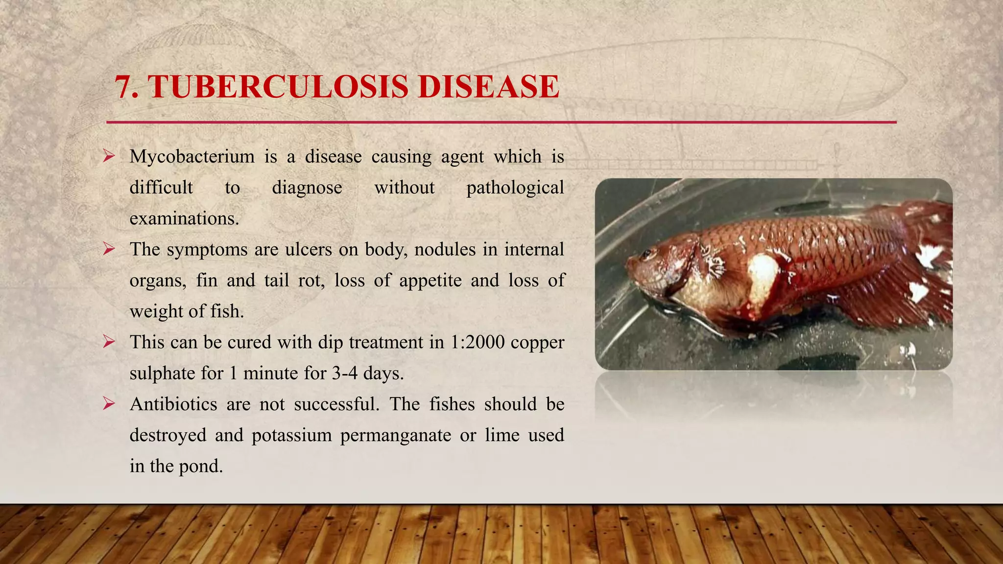 Bacterial disease in fish & shrimp | PPTX