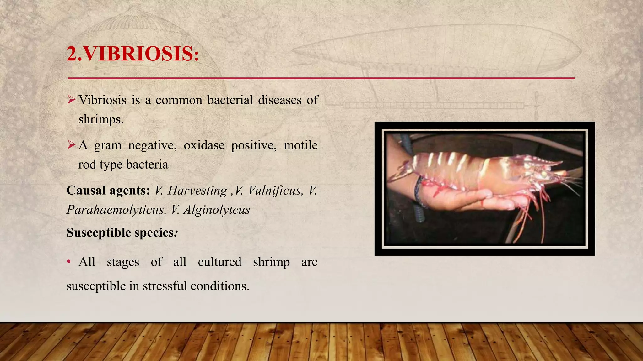Bacterial disease in fish & shrimp | PPTX