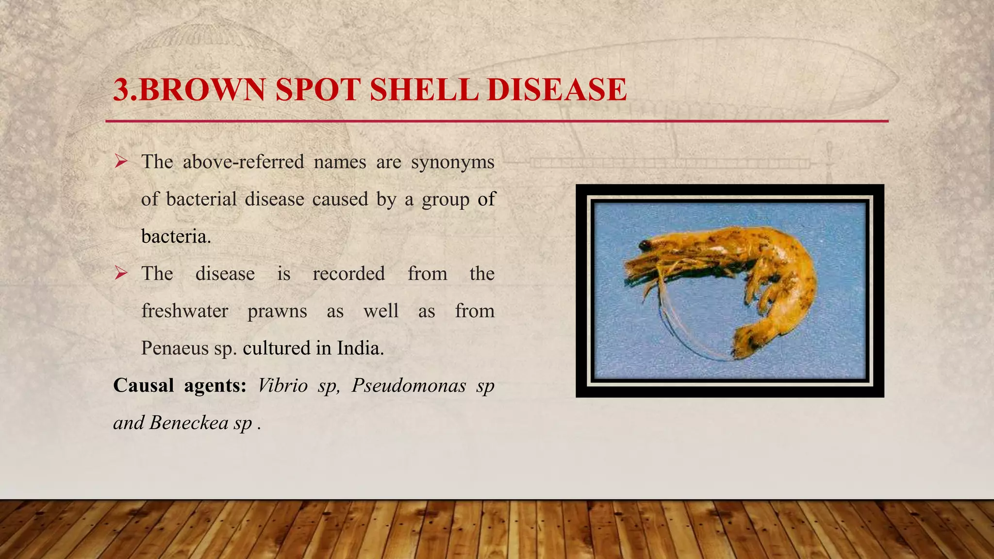 Bacterial disease in fish & shrimp | PPTX