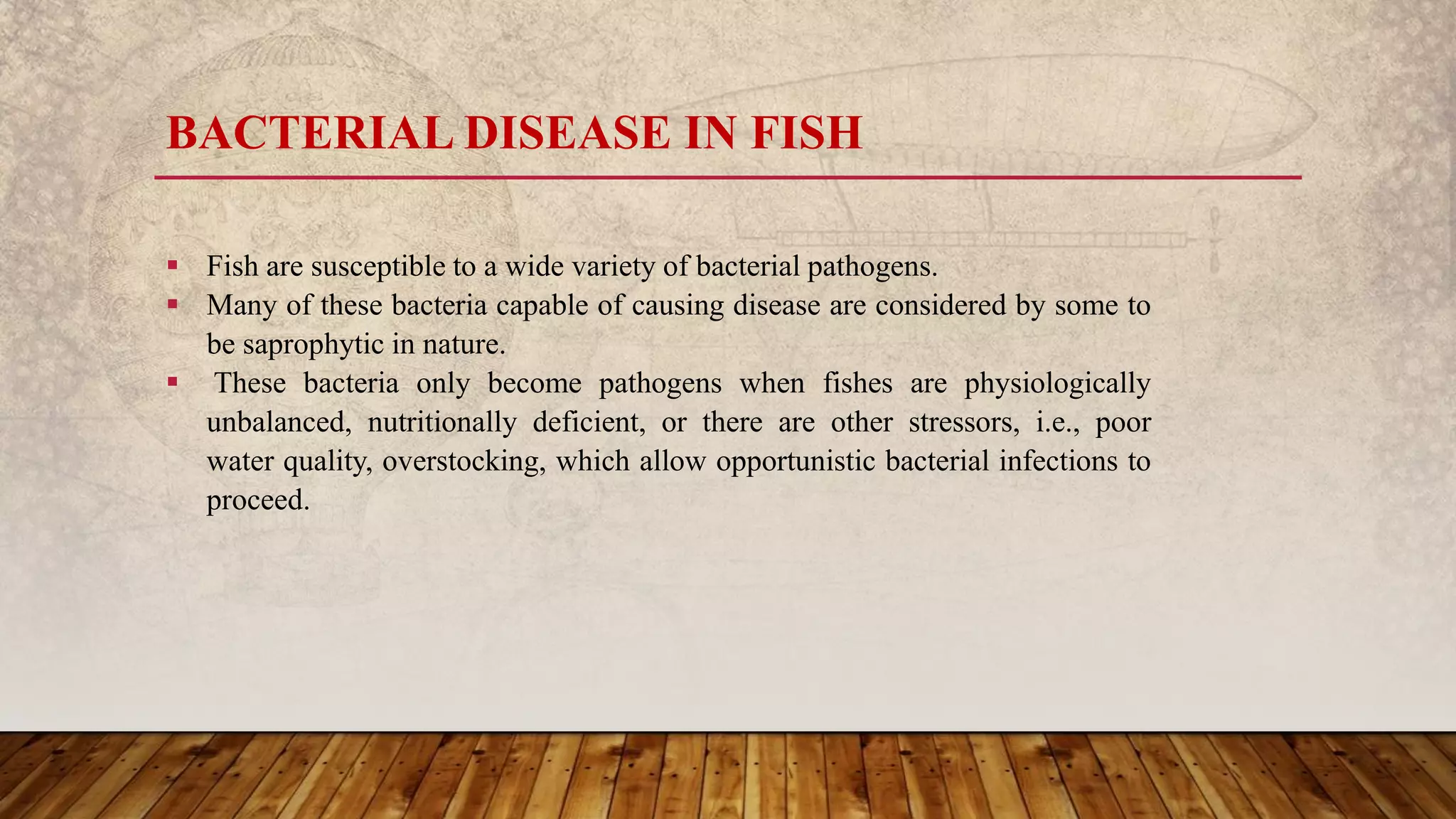 Bacterial disease in fish & shrimp | PPTX