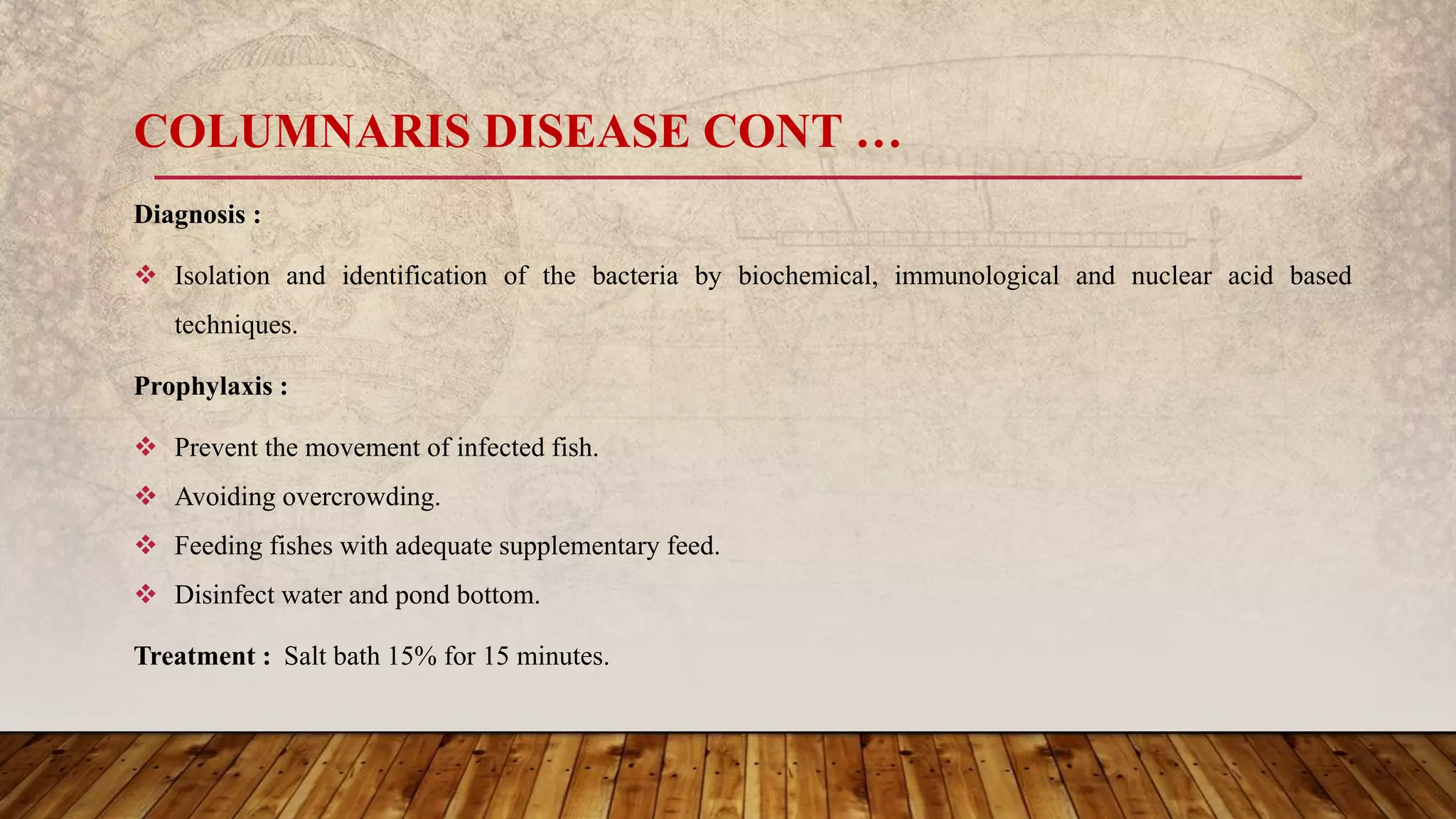 Bacterial disease in fish & shrimp | PPTX
