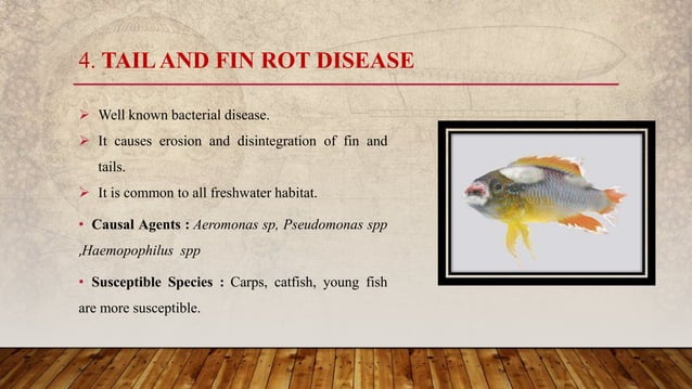 Bacterial disease in fish & shrimp | PPTX | Veterinary Medicine | Pets