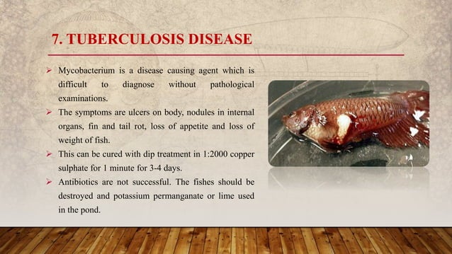 Bacterial disease in fish & shrimp | PPTX | Veterinary Medicine | Pets