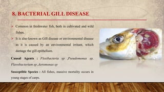Bacterial disease in fish & shrimp | PPTX