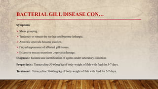 Bacterial disease in fish & shrimp | PPTX