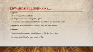 Bacterial disease in fish & shrimp | PPTX