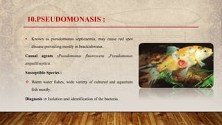 Bacterial disease in fish & shrimp | PPTX