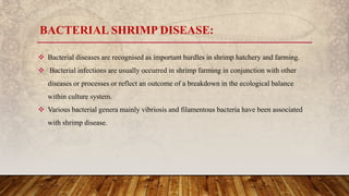 Bacterial disease in fish & shrimp | PPTX