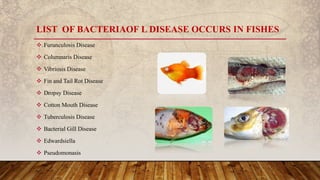 Bacterial disease in fish & shrimp | PPTX