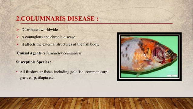 Bacterial disease in fish & shrimp | PPTX | Veterinary Medicine | Pets