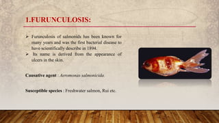Furunculosis Fish