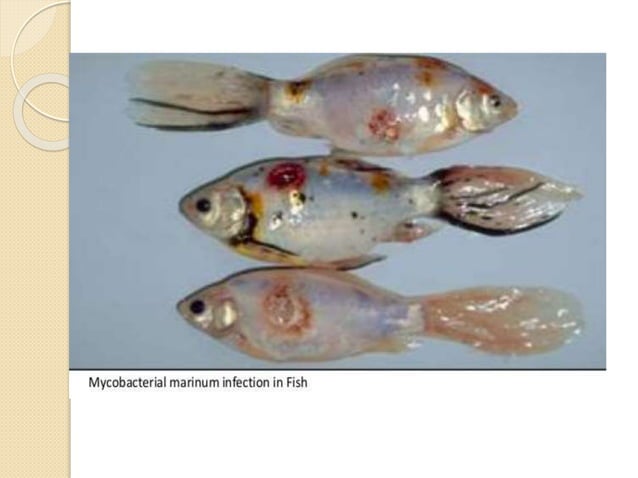 Bacterial disease of finfish and their management | PPTX | Blood ...