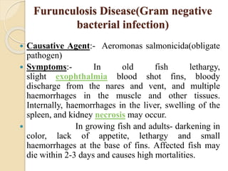 Bacterial disease of finfish and their management | PPTX