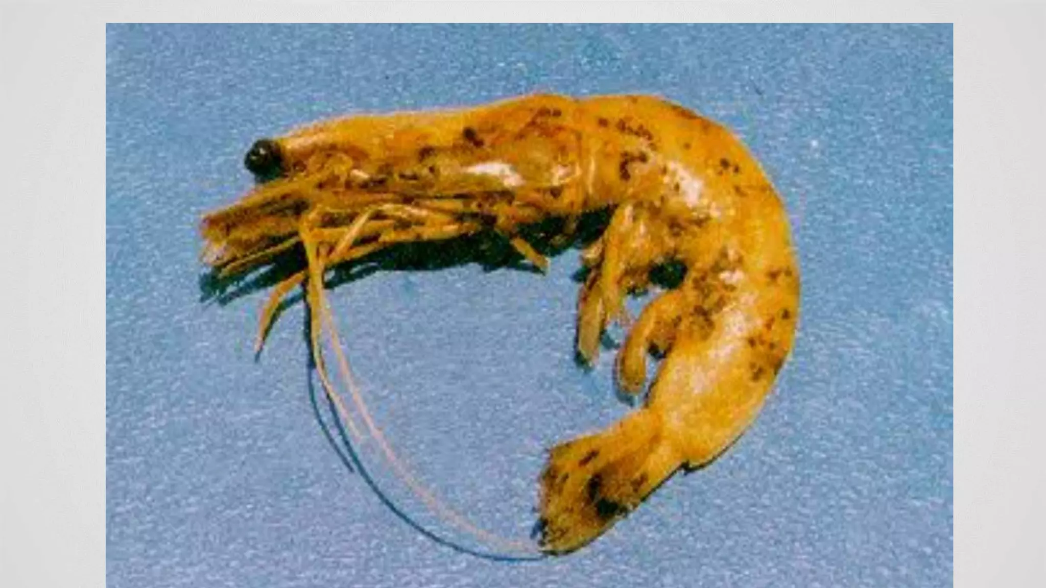 Bacterial disease of shrimp | PPTX