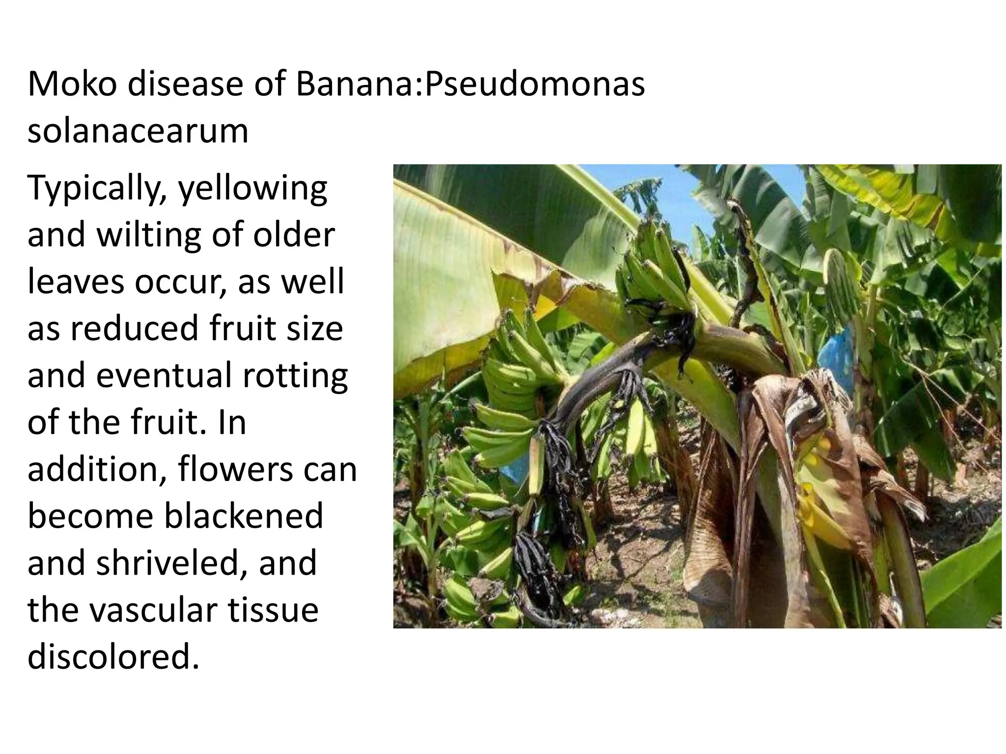 Bacterial diseases of plants | PPTX