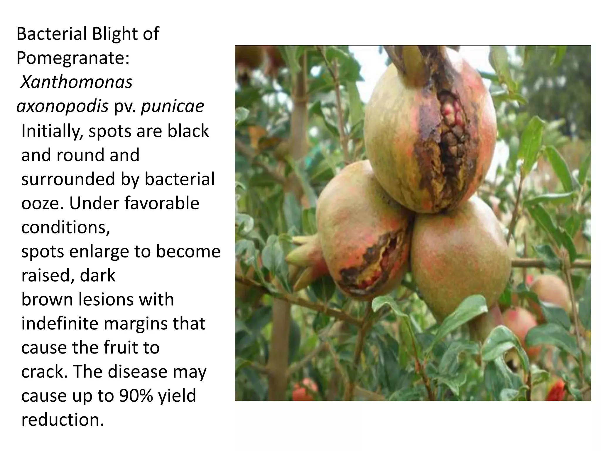 Bacterial diseases of plants | PPTX