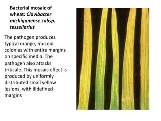 Bacterial diseases of plants | PPTX