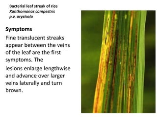 Bacterial diseases of plants | PPTX