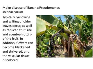 Bacterial diseases of plants | PPTX