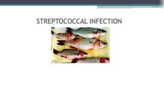 Bacterial diseases affecting finfish and shellfish. | PPTX