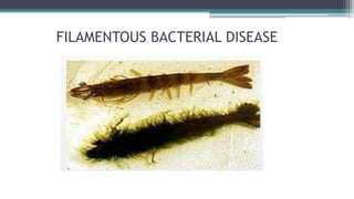 Bacterial diseases affecting finfish and shellfish. | PPTX