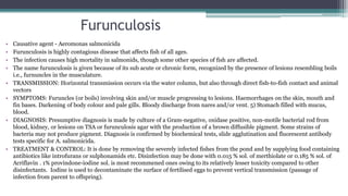 Bacterial diseases affecting finfish and shellfish. | PPTX
