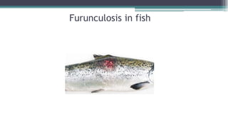 Bacterial diseases affecting finfish and shellfish. | PPTX
