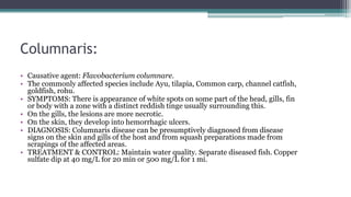 Bacterial diseases affecting finfish and shellfish. | PPTX
