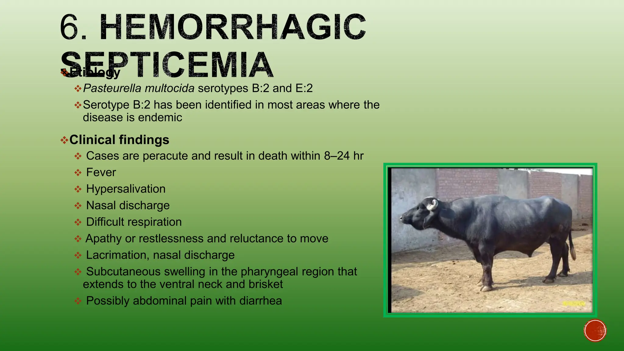 Major Bacterial Diseases affecting livestock .pptx
