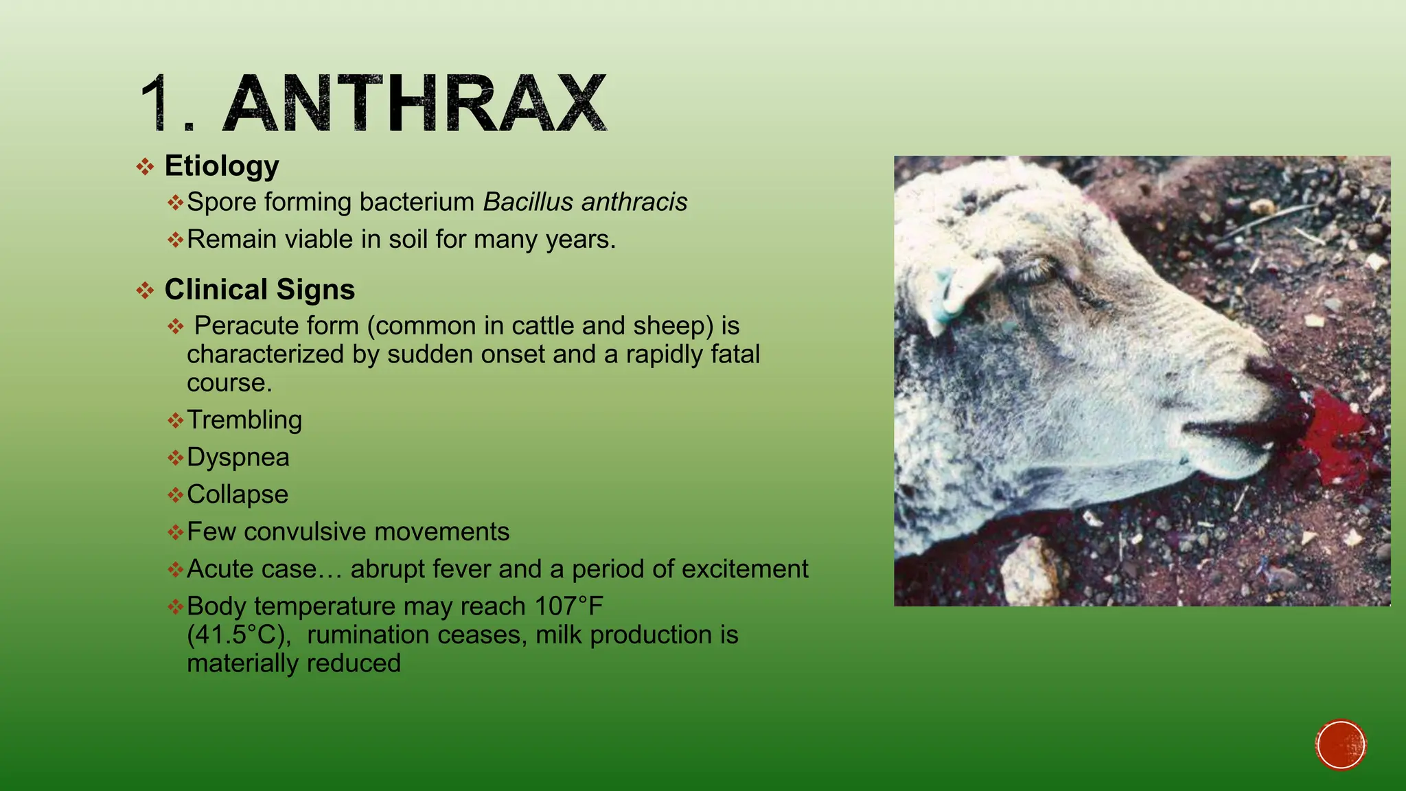 Major Bacterial Diseases affecting livestock .pptx