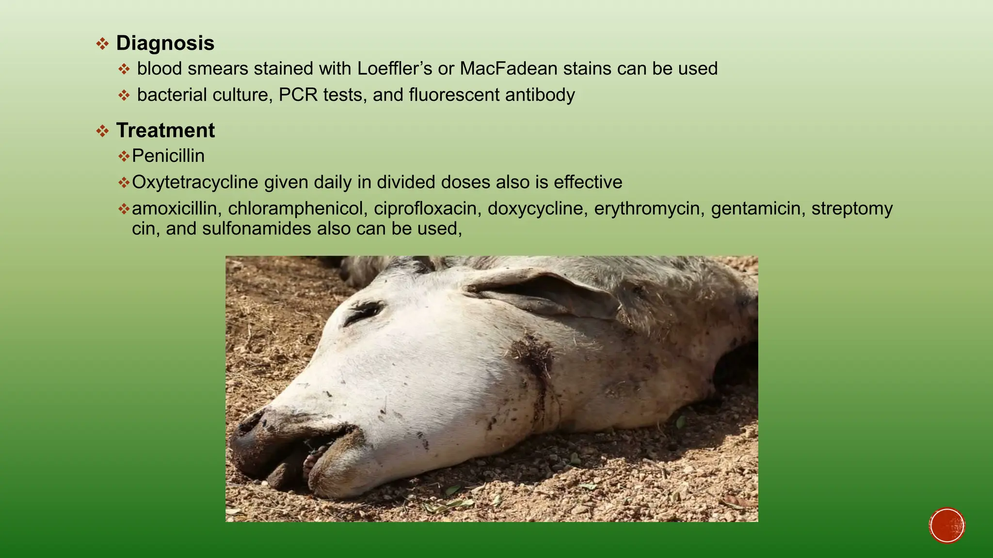 Major Bacterial Diseases affecting livestock .pptx