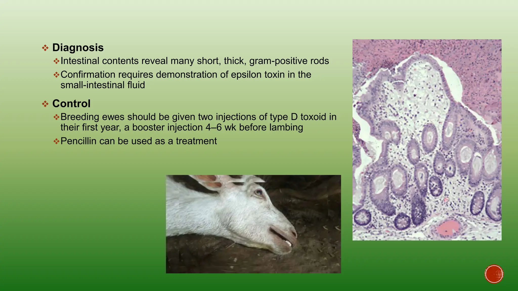 Major Bacterial Diseases affecting livestock .pptx