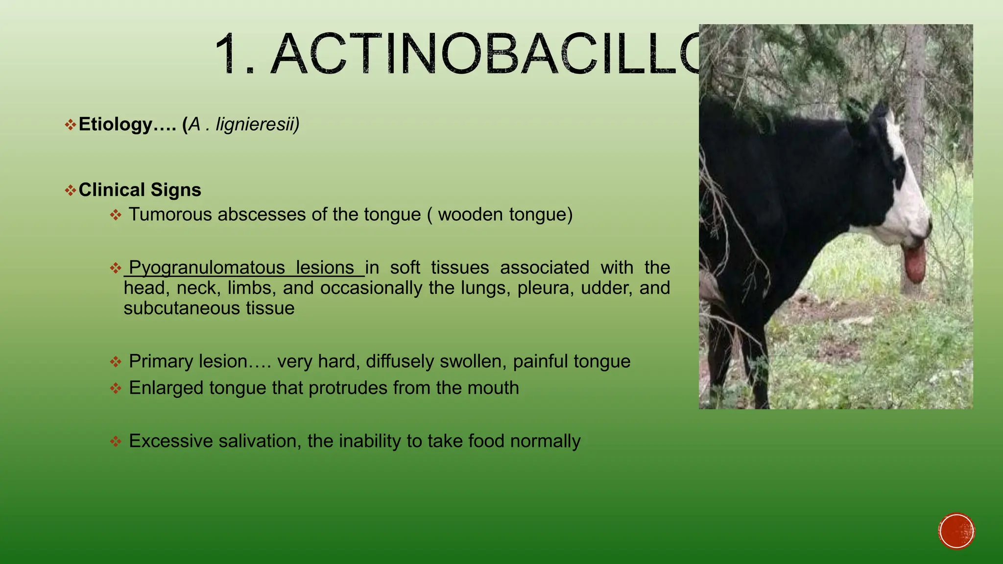 Major Bacterial Diseases affecting livestock .pptx
