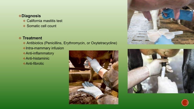 Major Bacterial Diseases affecting livestock .pptx