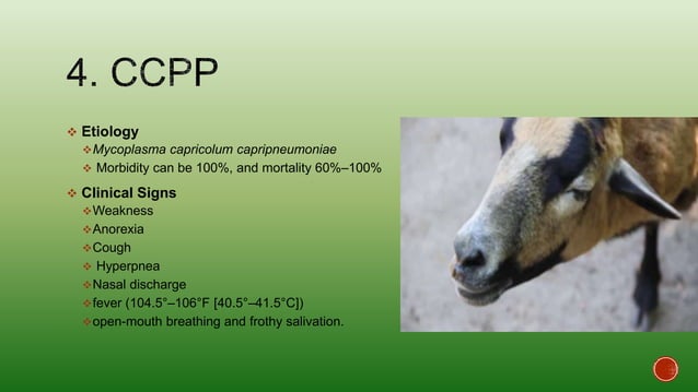 Major Bacterial Diseases affecting livestock .pptx