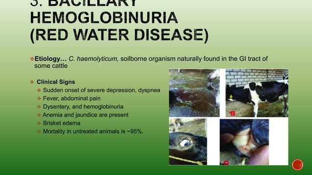 Major Bacterial Diseases affecting livestock .pptx