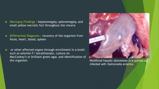 Bacterial diseases of guinea pigs | PPT