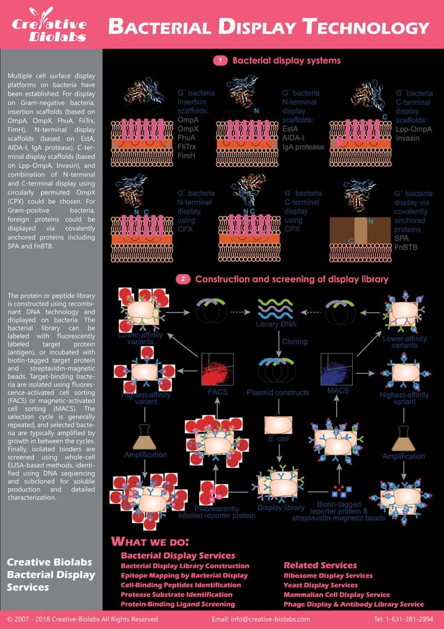 Bacterial display | PDF