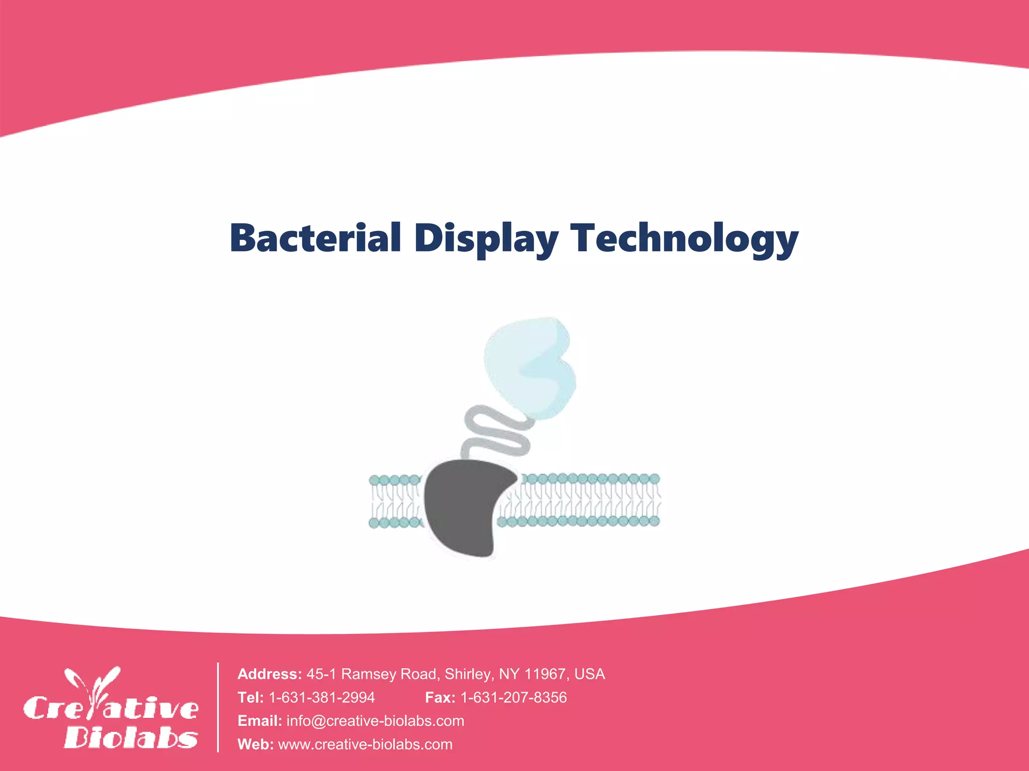 Bacterial Display Technology - Creative Biolabs | PPTX