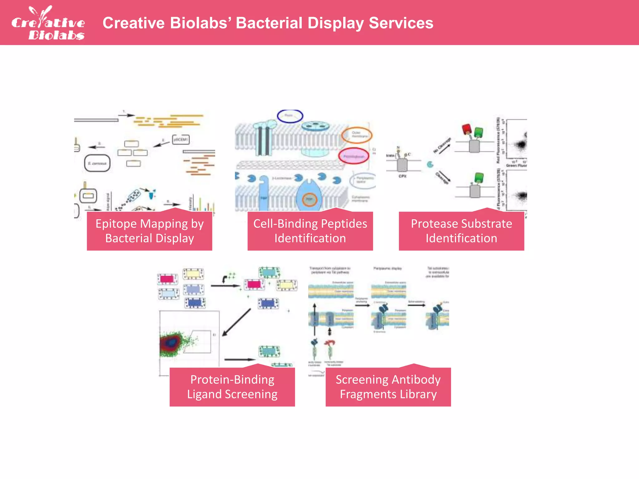 Bacterial Display Technology - Creative Biolabs | PPTX