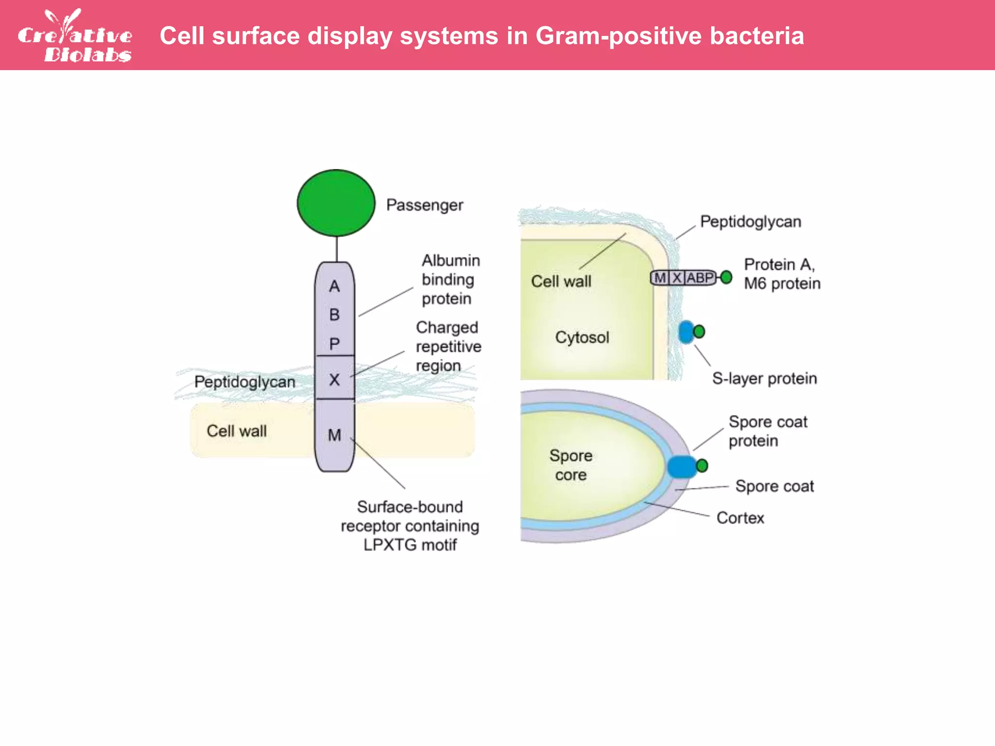 Bacterial Display Technology - Creative Biolabs | PPT