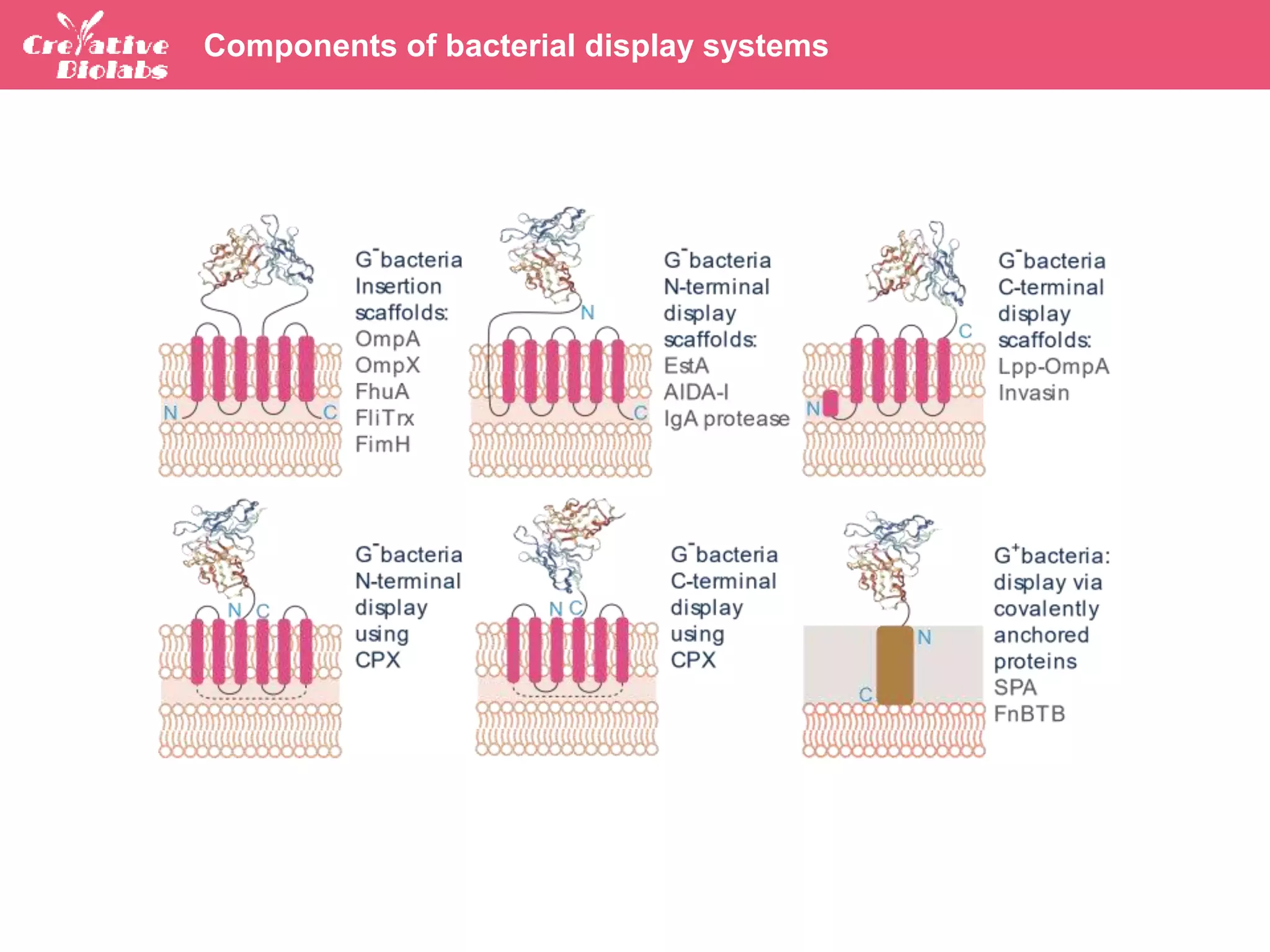 Bacterial Display Technology - Creative Biolabs | PPTX