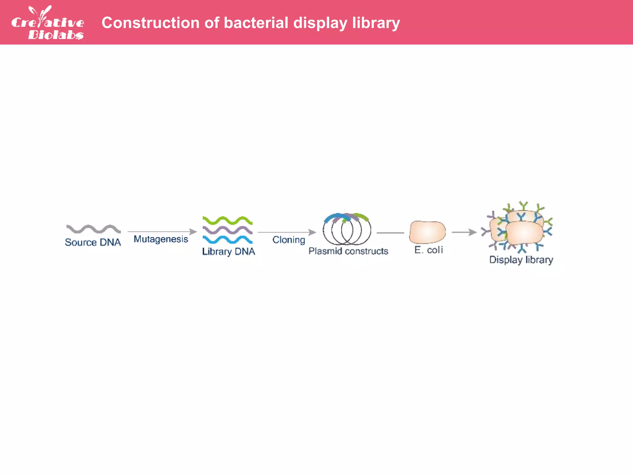 Bacterial Display Technology - Creative Biolabs | PPTX
