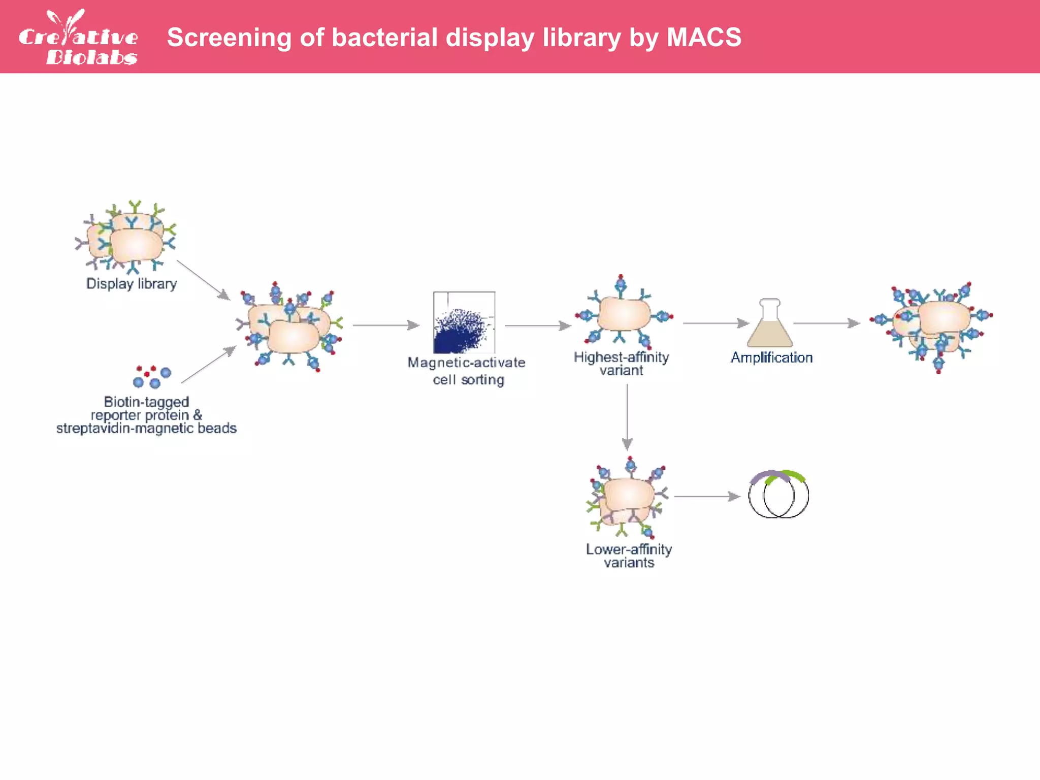 Bacterial Display Technology - Creative Biolabs | PPTX