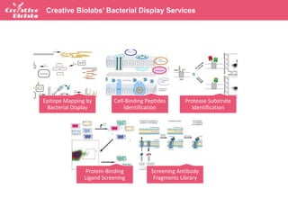 Bacterial Display Technology - Creative Biolabs | PPT