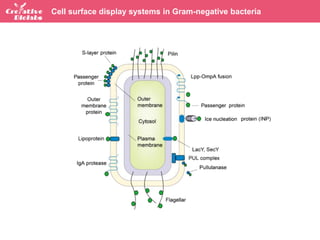 Bacterial Display Technology - Creative Biolabs | PPT