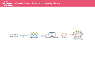 Bacterial Display Technology - Creative Biolabs | PPT