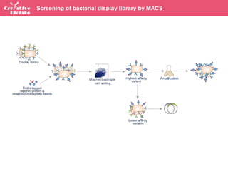 Bacterial Display Technology - Creative Biolabs | PPT