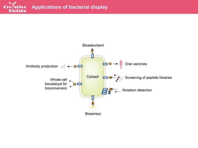Bacterial Display Technology - Creative Biolabs | PPT